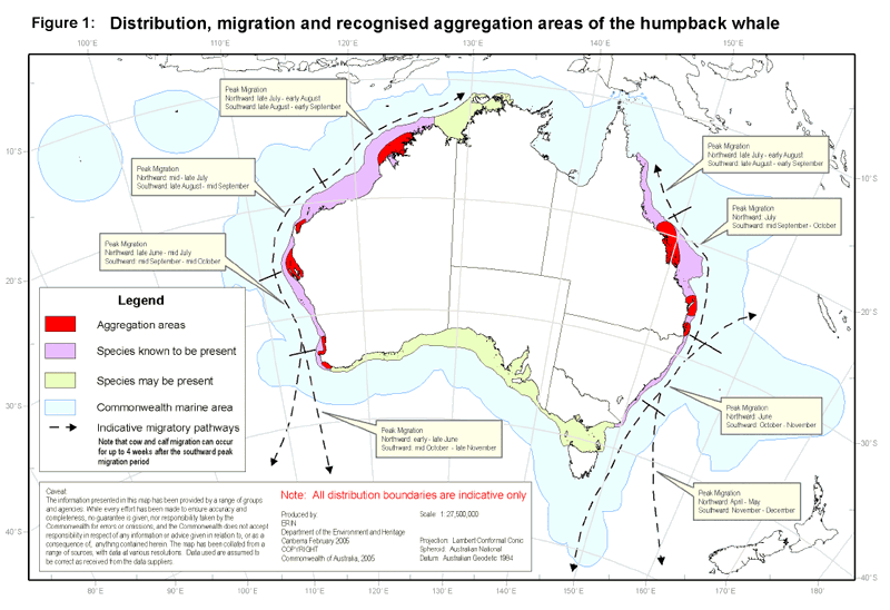 WA great white shark cull and swimming whale migration numbers